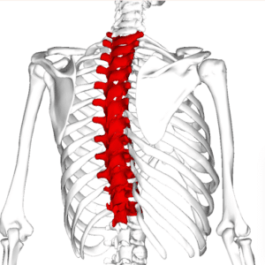 The importance of thoracic rotation | ME Physio